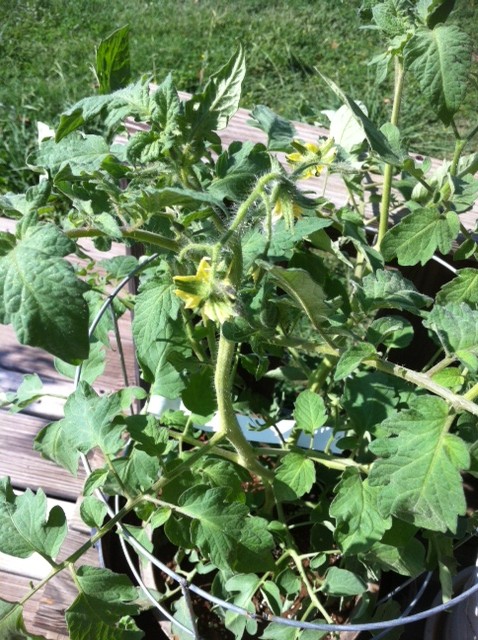 Planting Fall Tomatoes